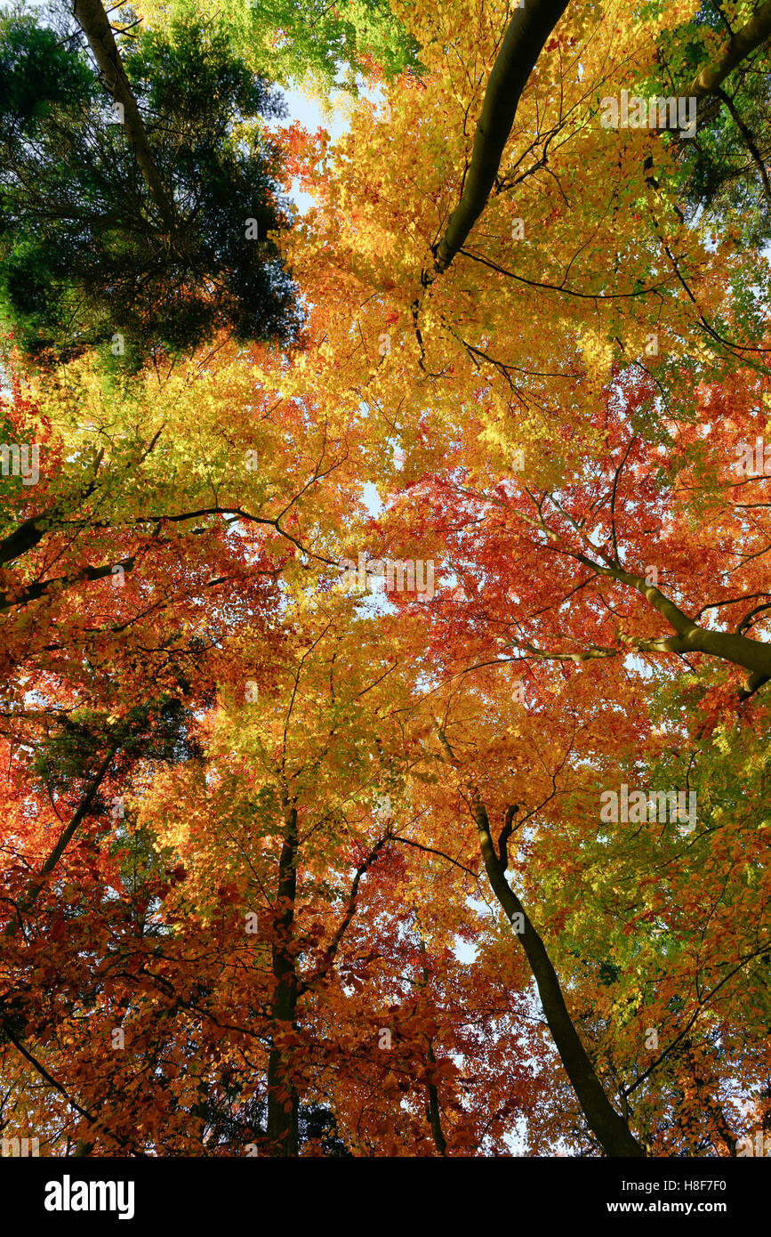 Beech forest treetops (Fagus sylvatica) displaying autumn colors, fall ...