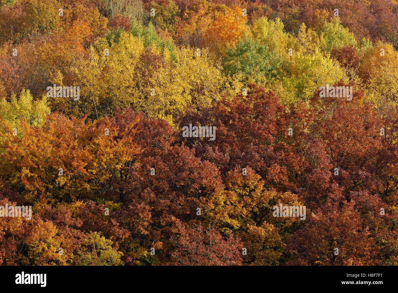 Trees with autumn colors, fall foliage, Briedern, Rhineland-Palatinate ...