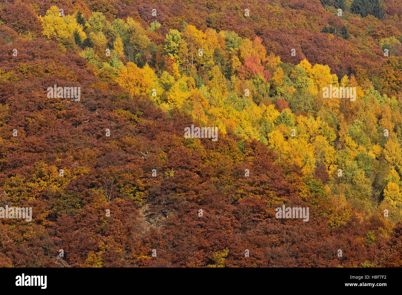 Trees with autumn colors, fall foliage, Briedern, Rhineland-Palatinate ...