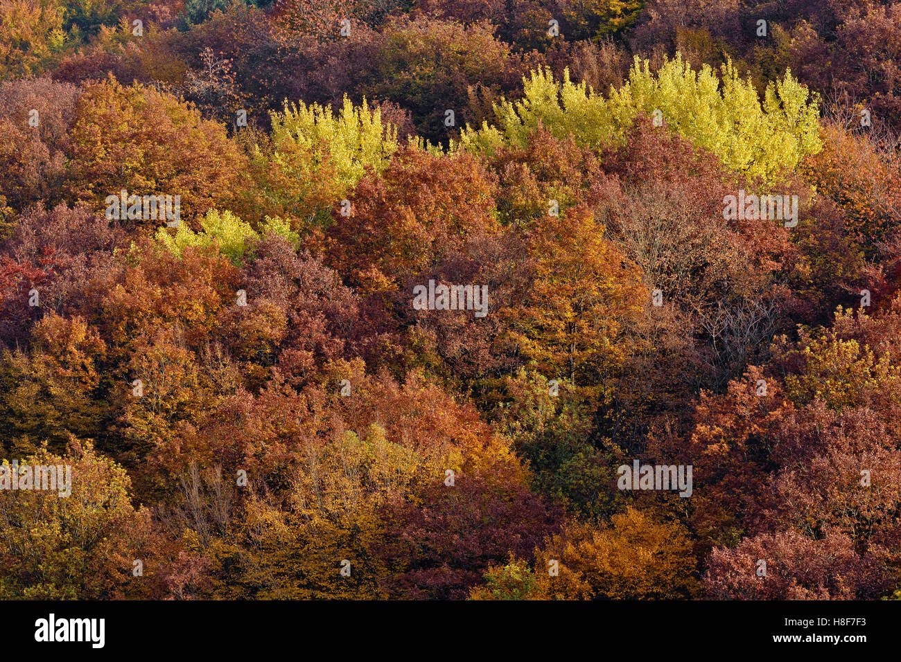 Trees with autumn colors, fall foliage, Briedern, Rhineland-Palatinate ...