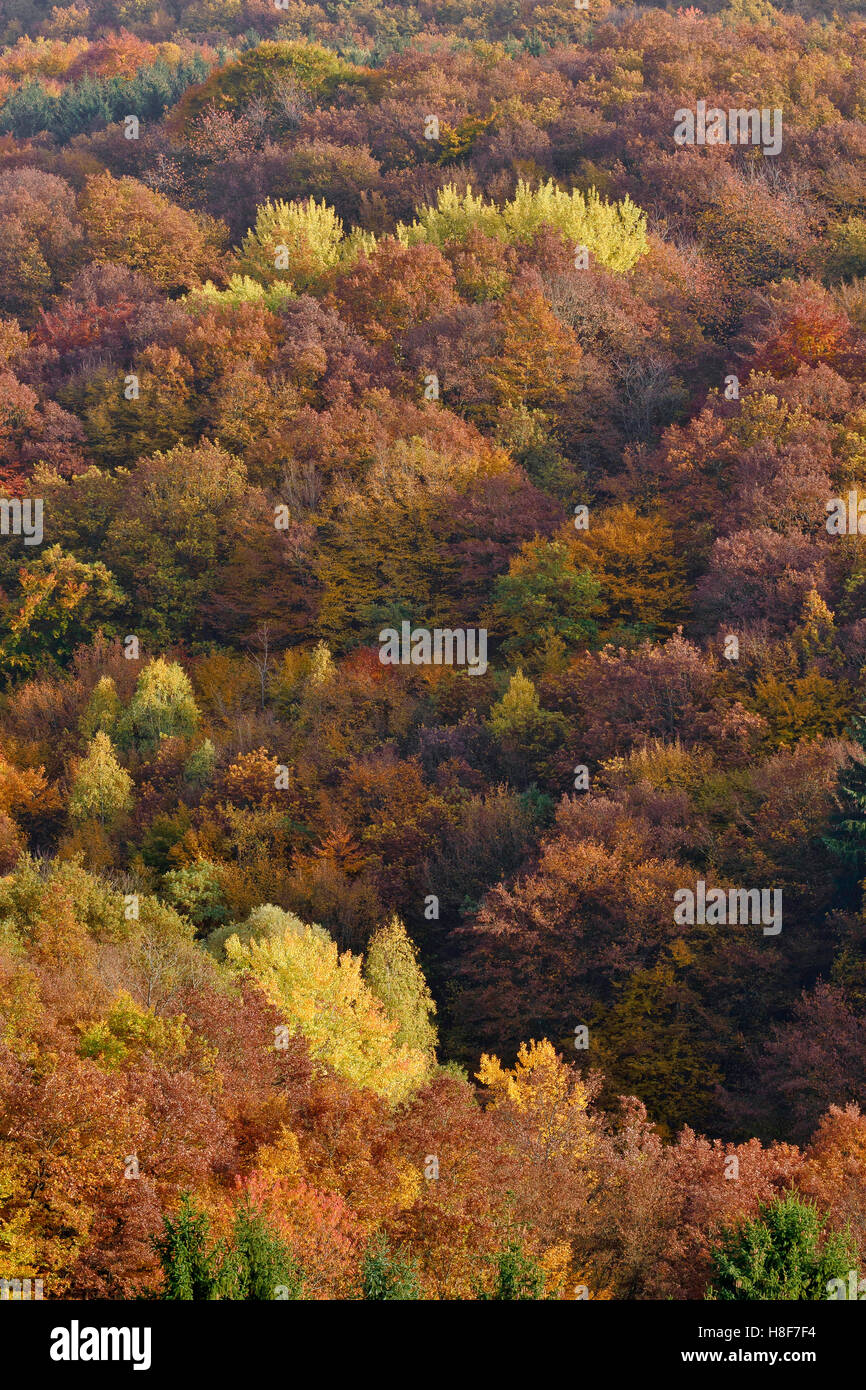 Trees with autumn colors, fall foliage, Briedern, Rhineland-Palatinate ...