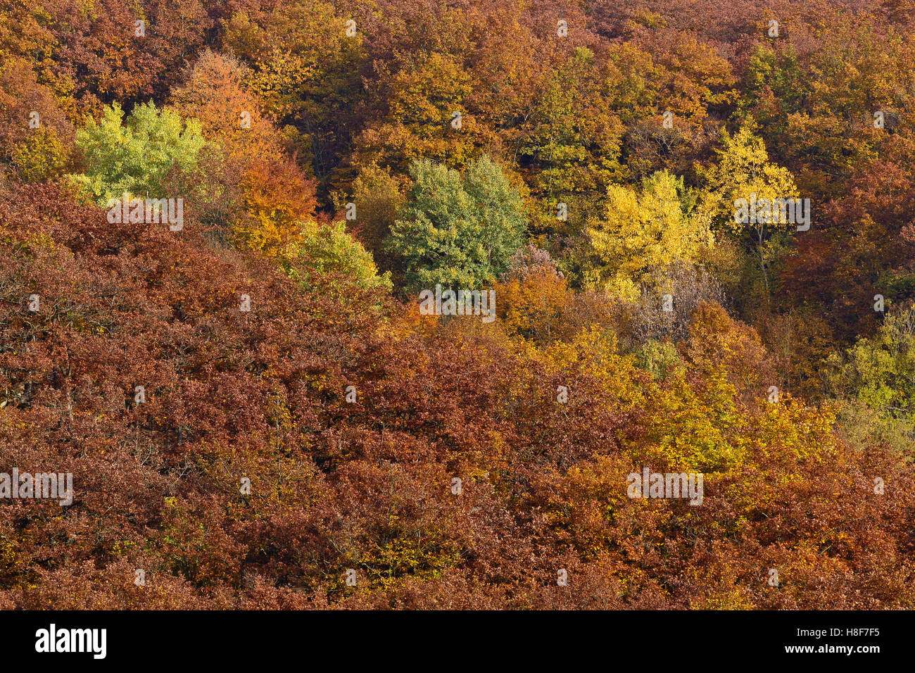 Trees with autumn colors, fall foliage, Briedern, Rhineland-Palatinate ...