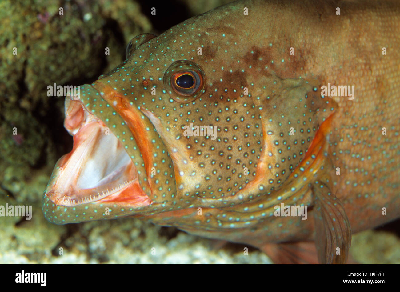 Grouper mouth hi-res stock photography and images - Alamy