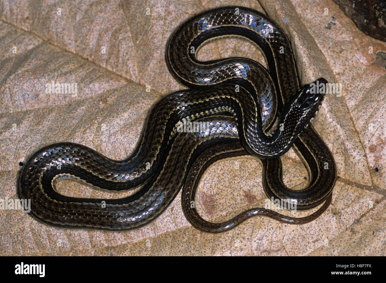 Dunn's road guarder (Crisantophis nevermanni), Nicaragua Stock Photo ...