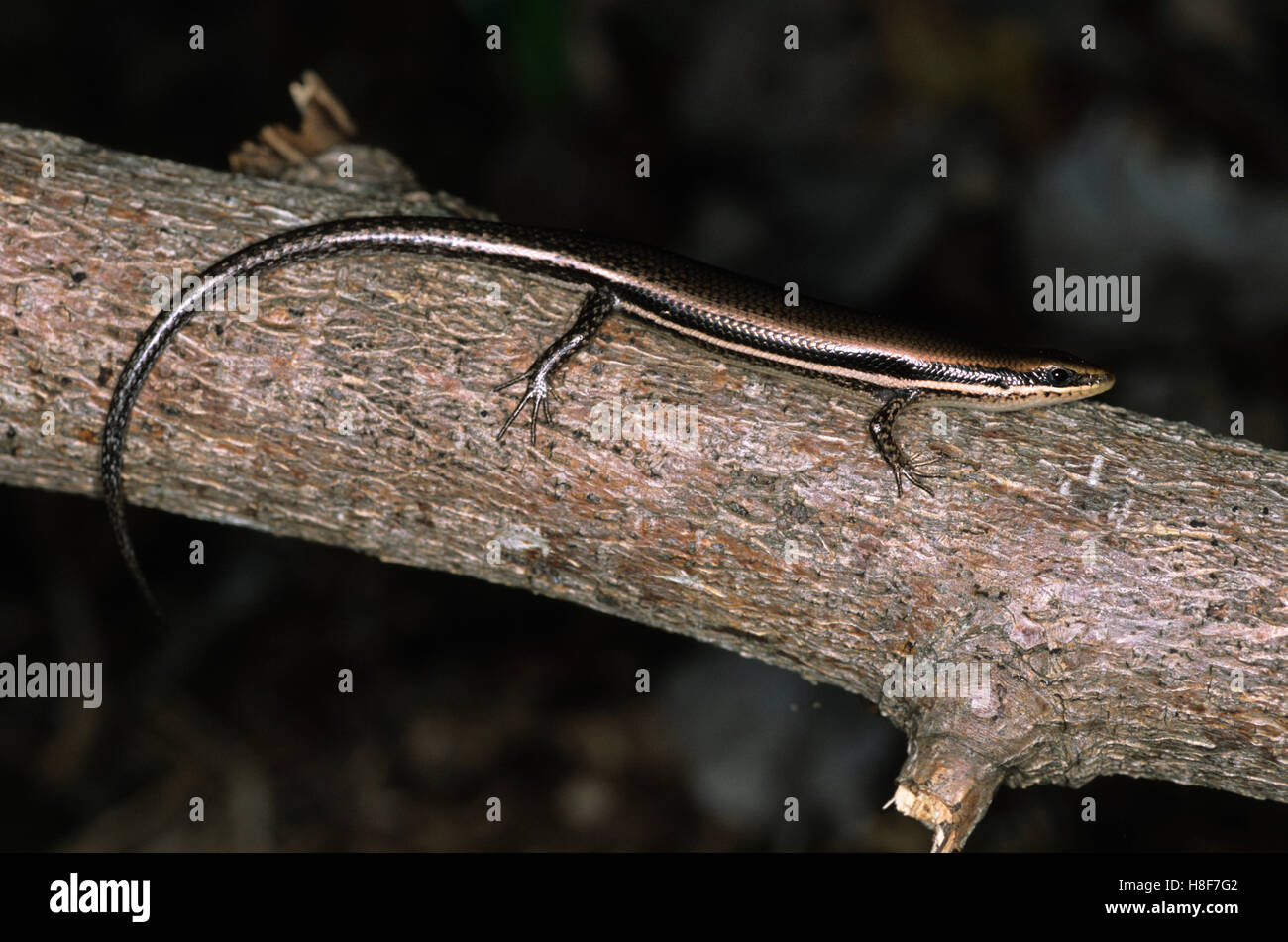 Mabuya hi-res stock photography and images - Alamy