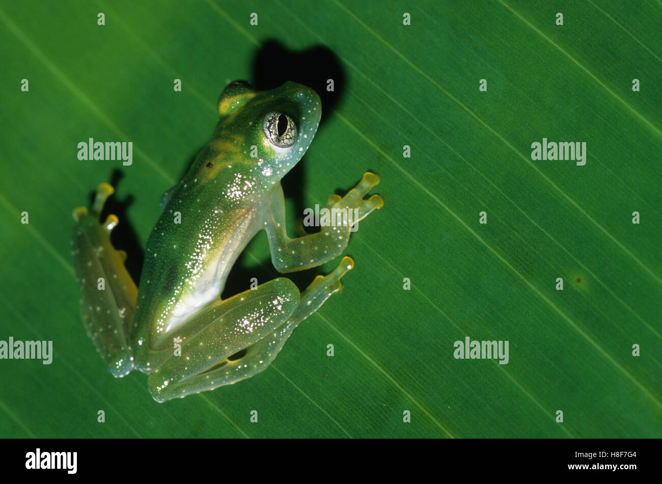 Tree frog Ranita De Cristal (Cochranella granulosa), Nicaragua Stock ...