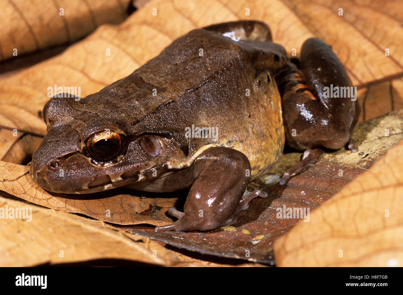 Smoky jungle frog (Leptodactylus pentadactylus), Nicaragua Stock Photo ...