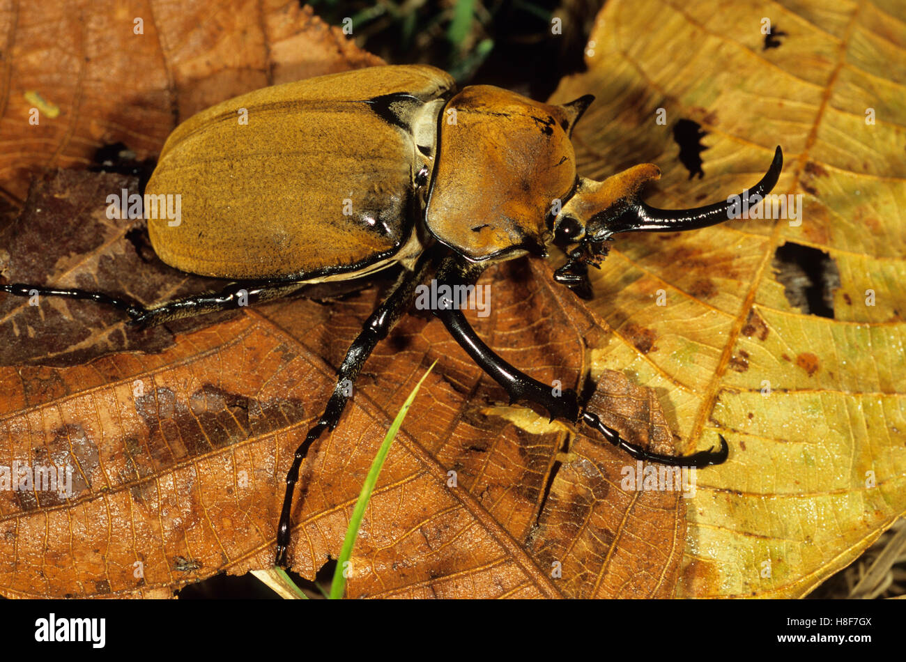 Megasoma elephas elephas hi-res stock photography and images - Alamy