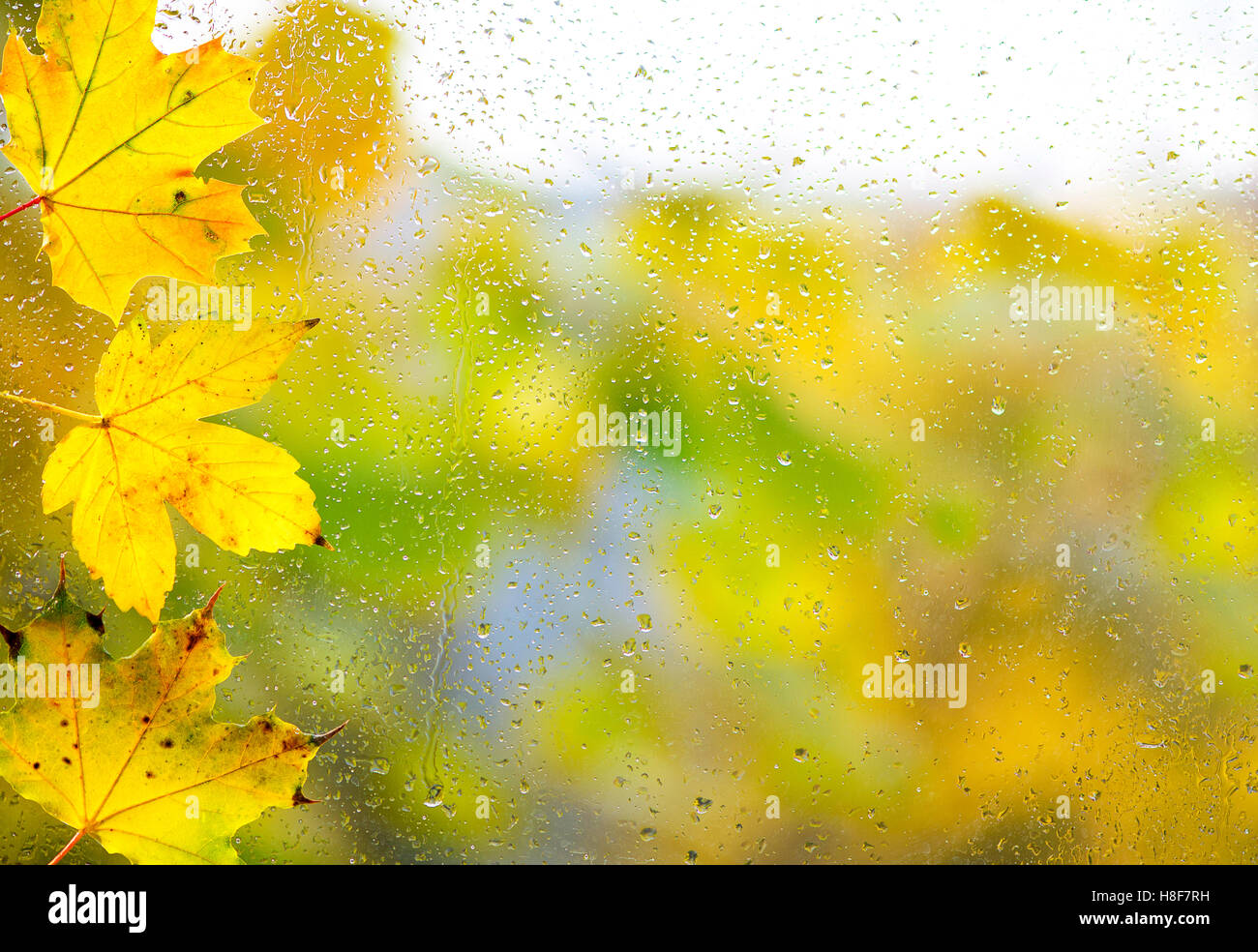 Dried autumn leaves lying on the background of the rainy window Stock ...