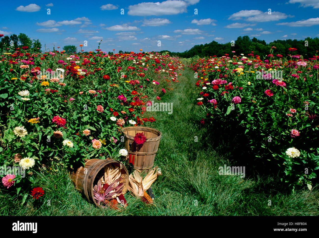 Zinnias in field with pathway and baskets in rural field, Missouri USA ...