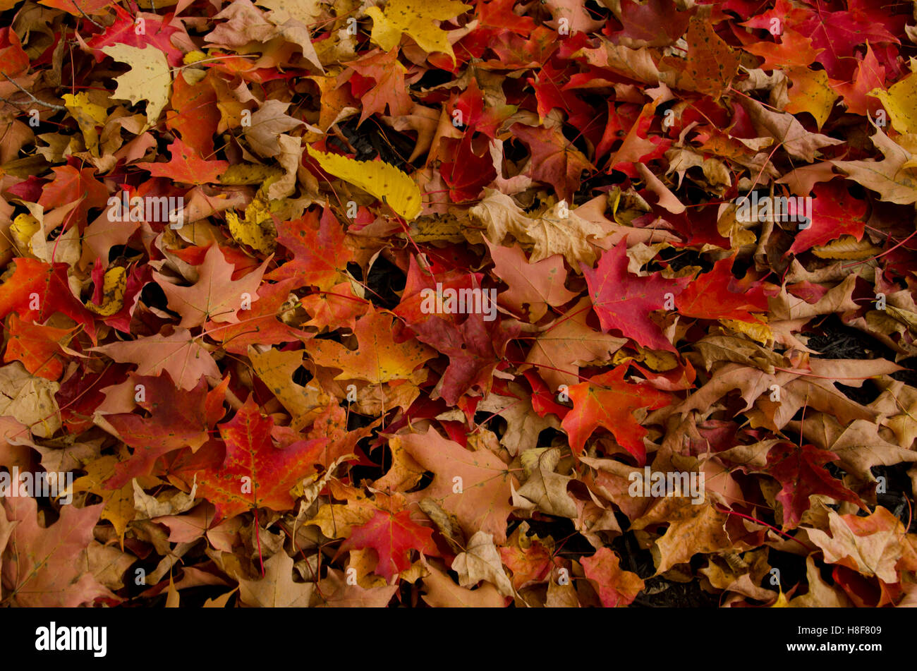 Fall leaves as litter, Yarmouth, ME, USA Stock Photo - Alamy