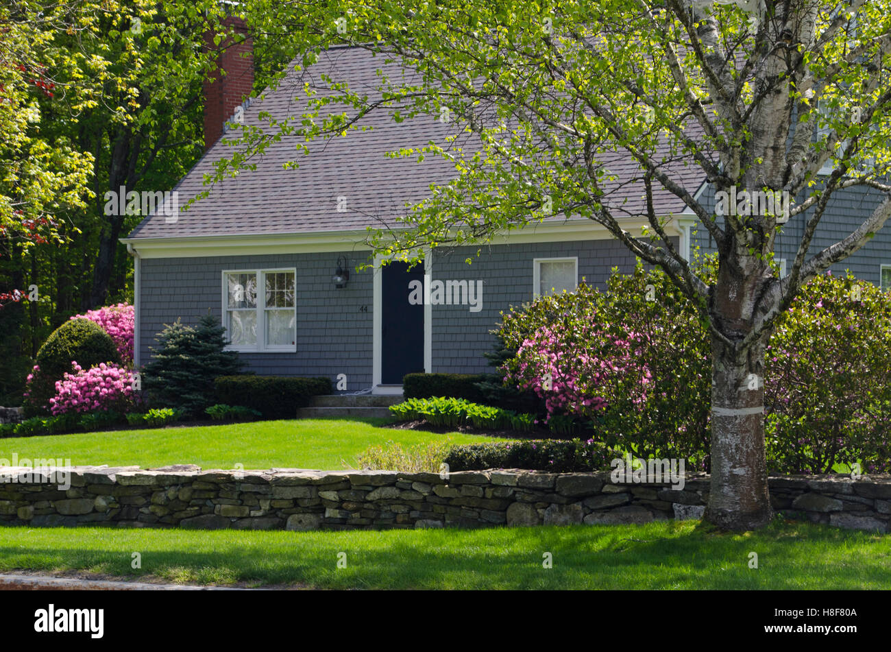 Gray Cape Cod wooden house in Spring with blooming plants Yarmouth ME ...