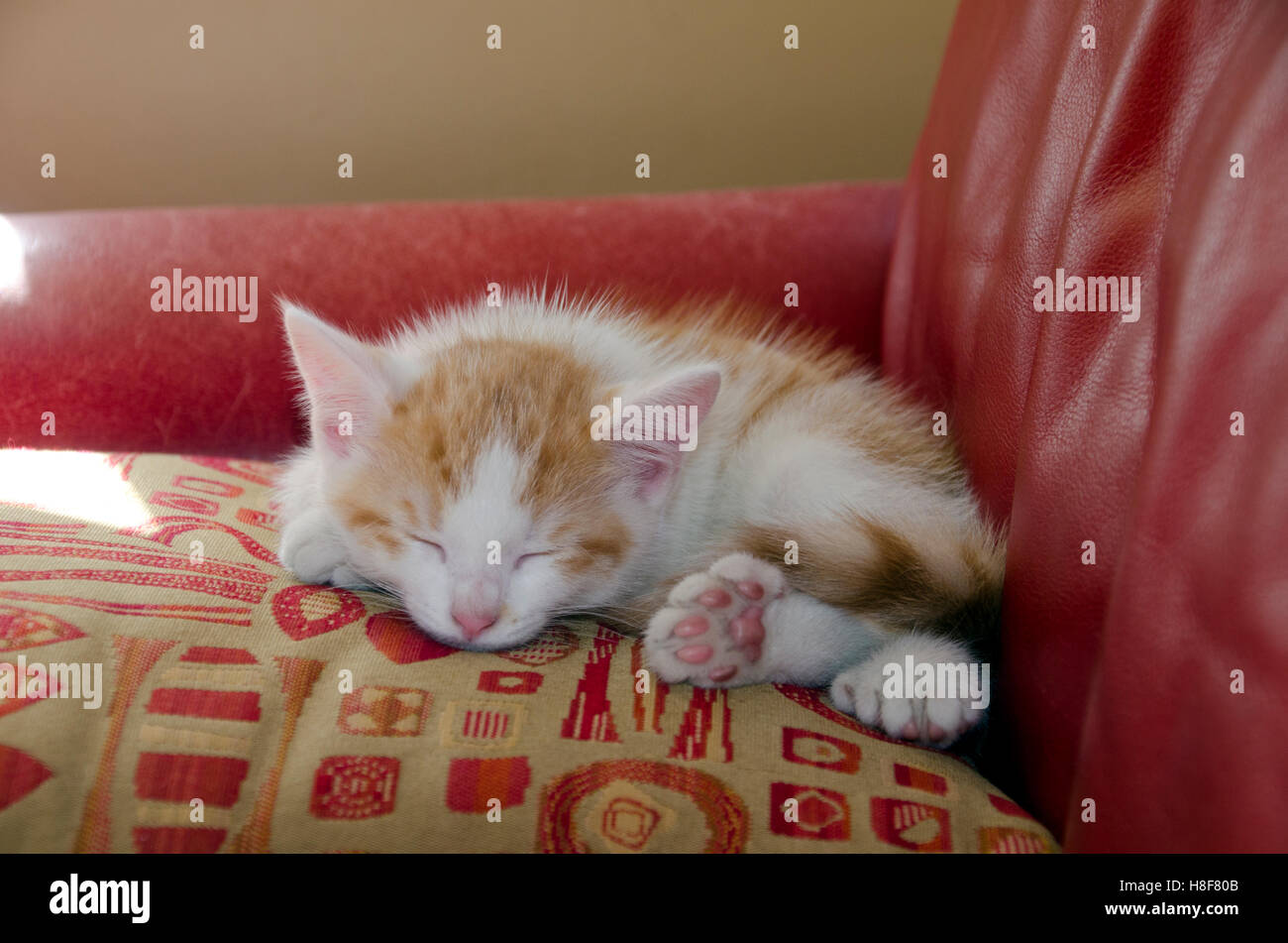 Tiger Polydactyl Cat