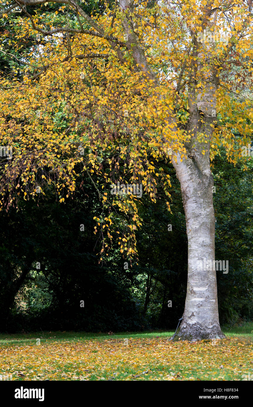 Betula utilis jacquemontii. Autumn leaves on a West Himalayan birch ...