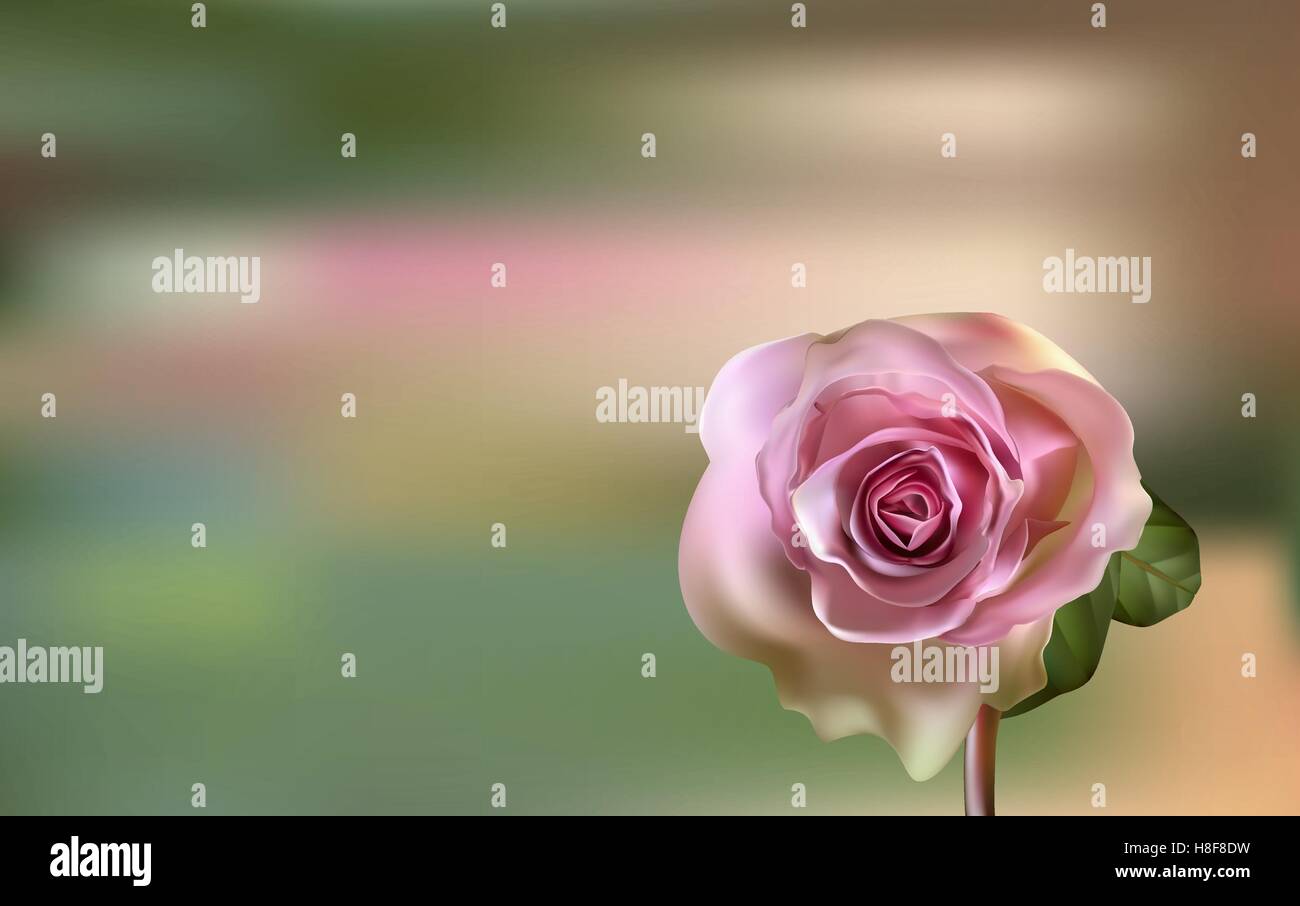 Rose rosa congratulations Stock Vector Images - Alamy