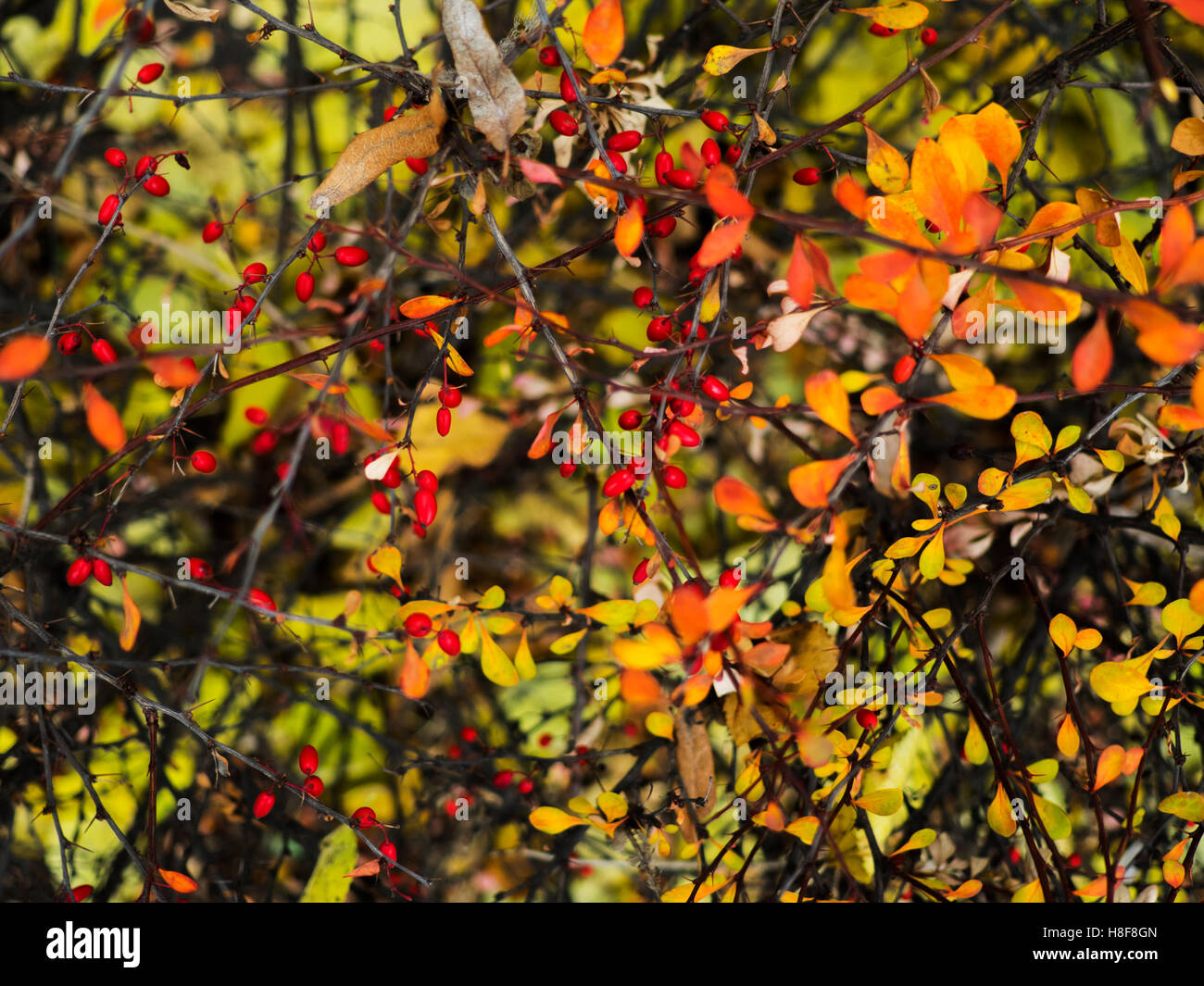 Cornelian cherry dogwood hi-res stock photography and images - Alamy