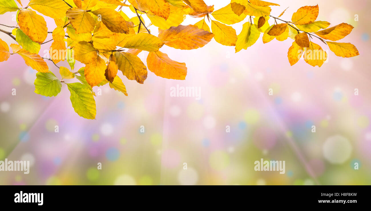 Nature autumn background with golden foliage Stock Photo - Alamy