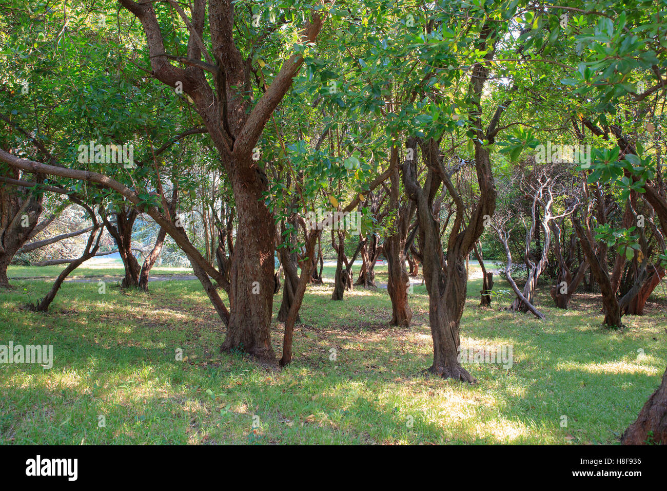 Arbutus unedo or strawberry tree is an evergreen shrub or small tree in ...