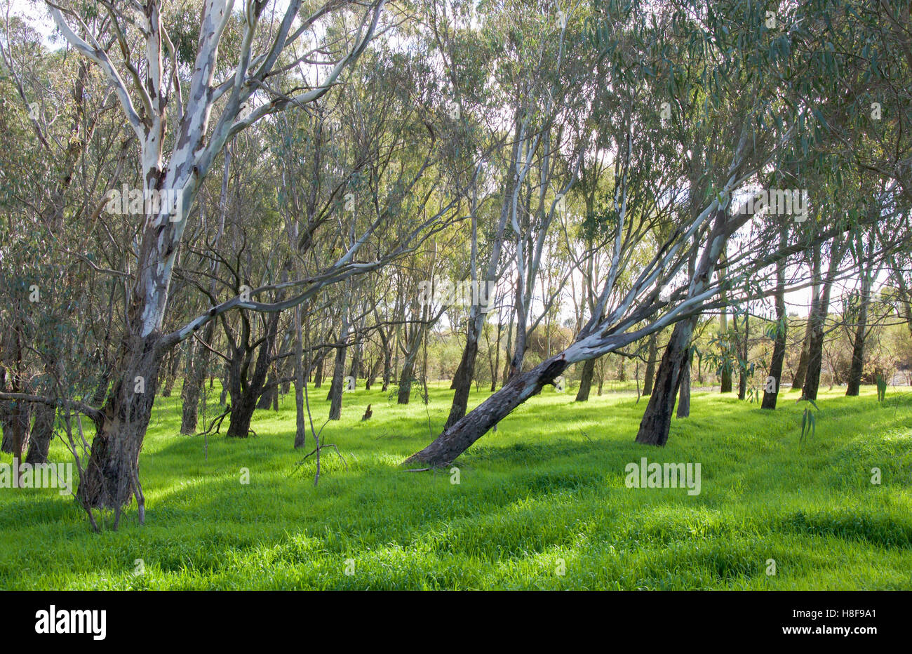 Treed wetland landscape with windswept tree in lush natural reserve ...