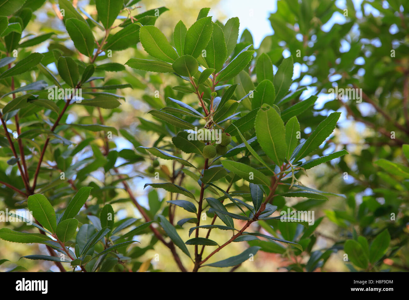 Arbutus unedo or strawberry tree is an evergreen shrub or small tree in ...