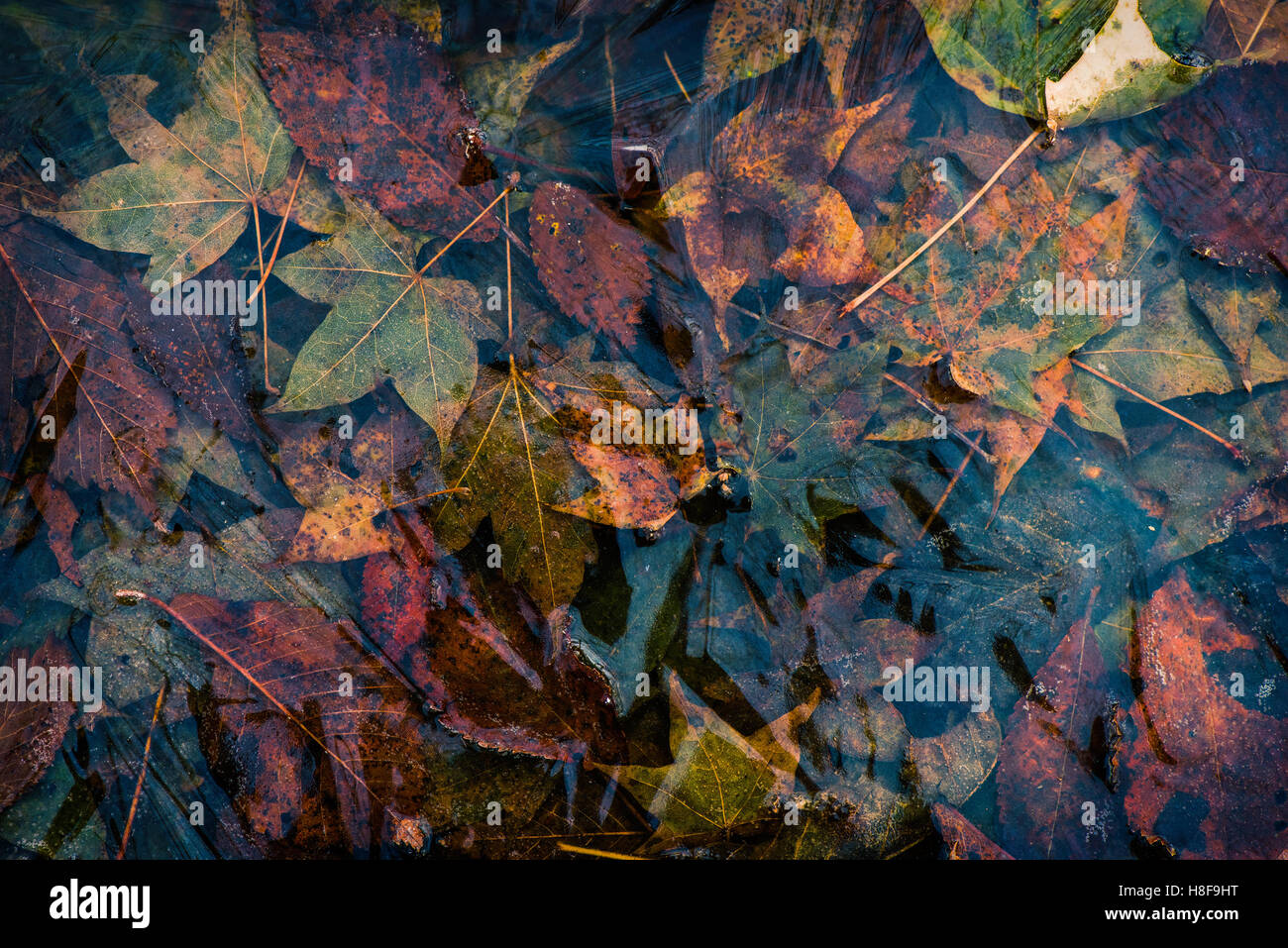 frozen autumn leaves Stock Photo - Alamy