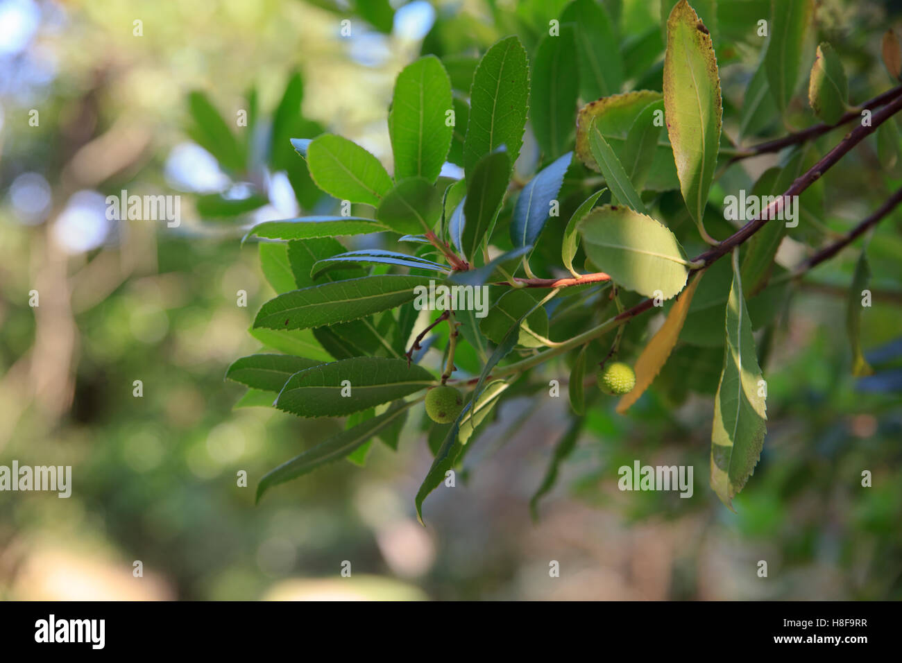 Arbutus unedo strawberry tree hi-res stock photography and images - Alamy