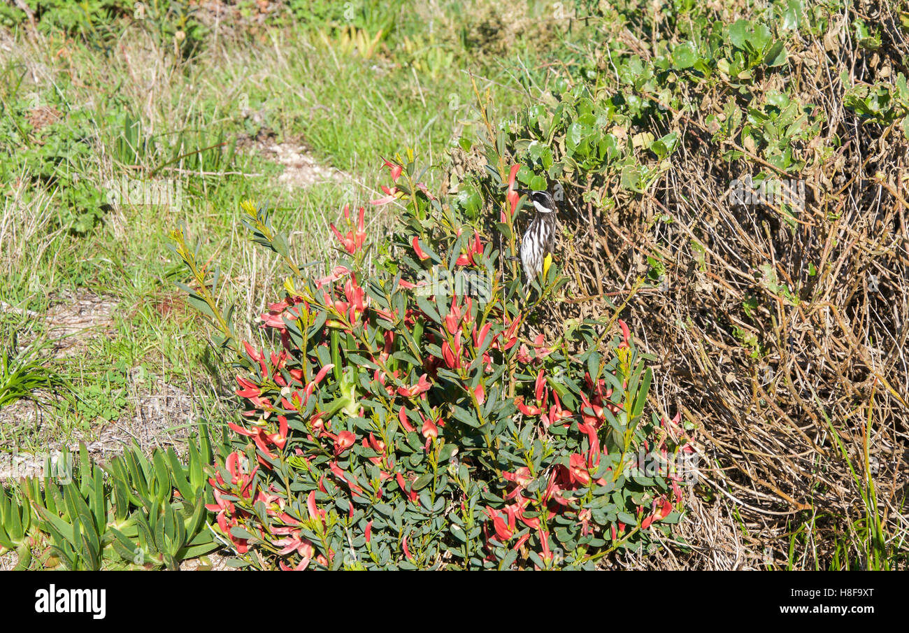 New Holland Honeyeater in the native flora on the coastal dunes at ...