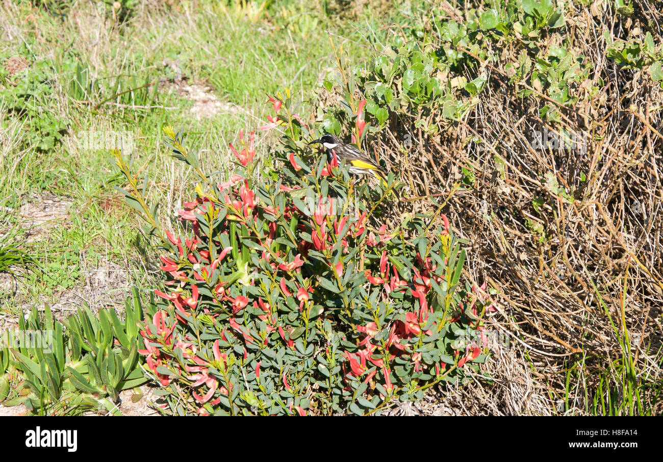 New Holland Honeyeater in the native flora on the coastal dunes at ...