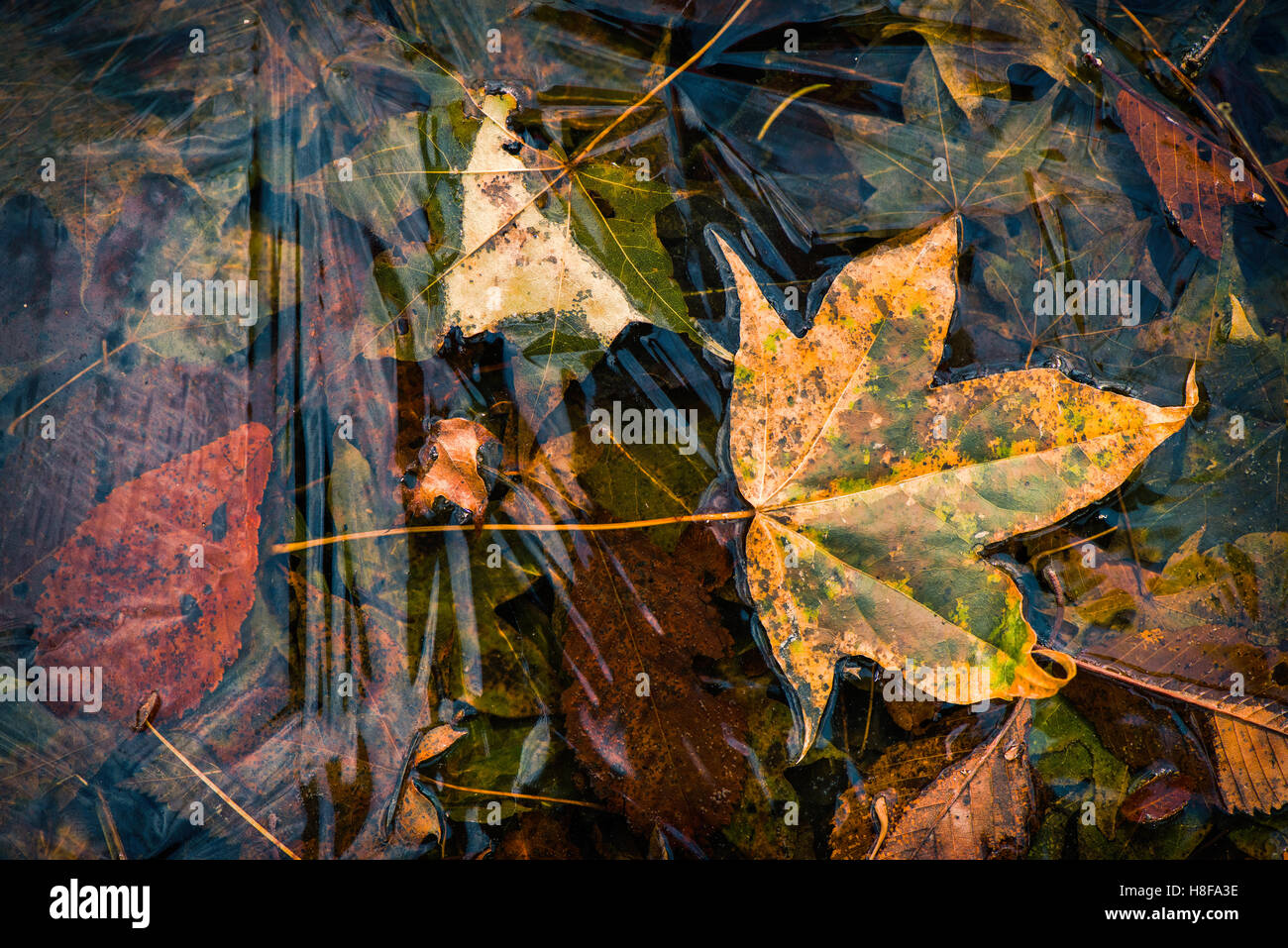 frozen autumn leaves Stock Photo - Alamy