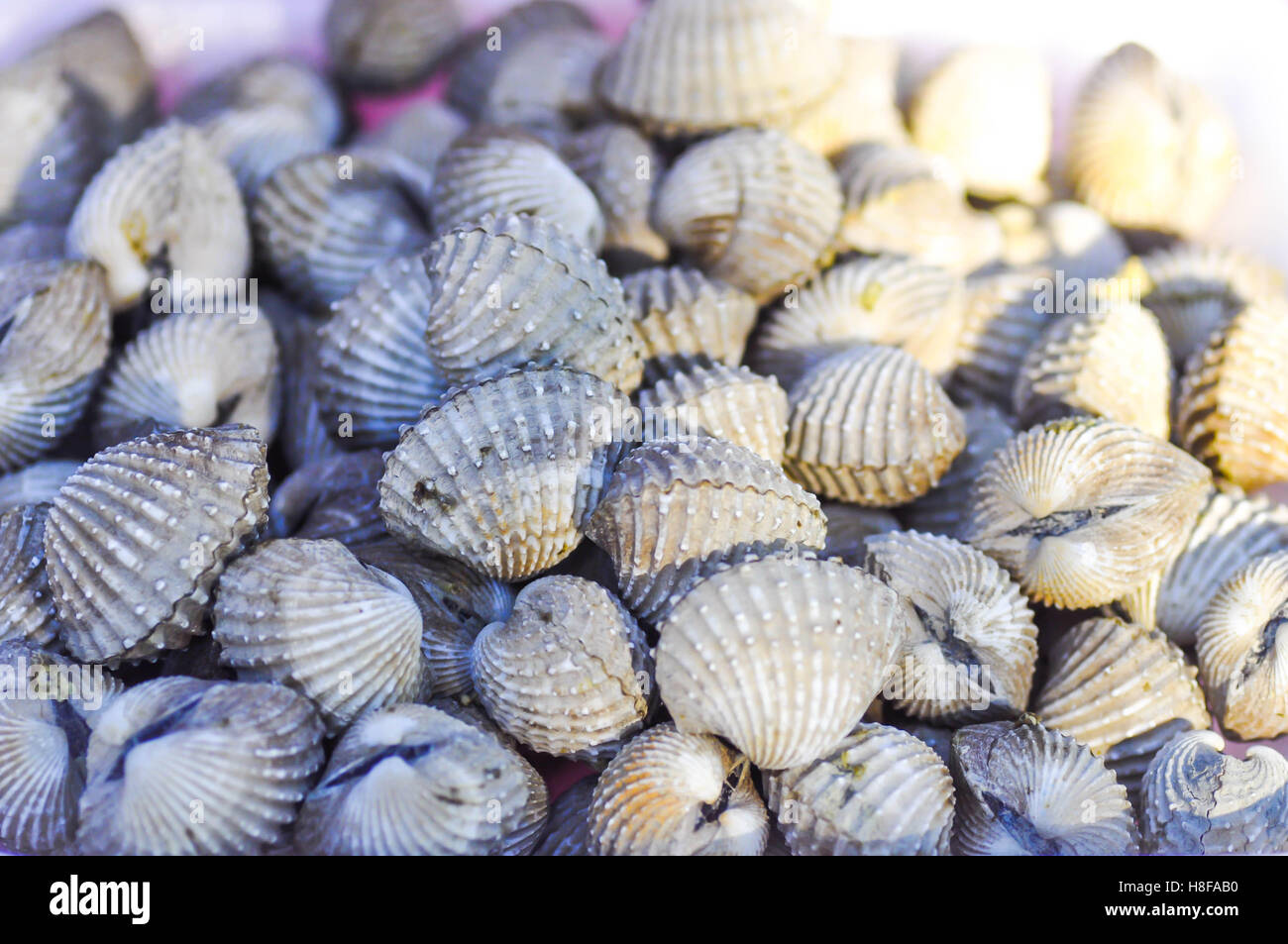 Arkshell hi-res stock photography and images - Alamy
