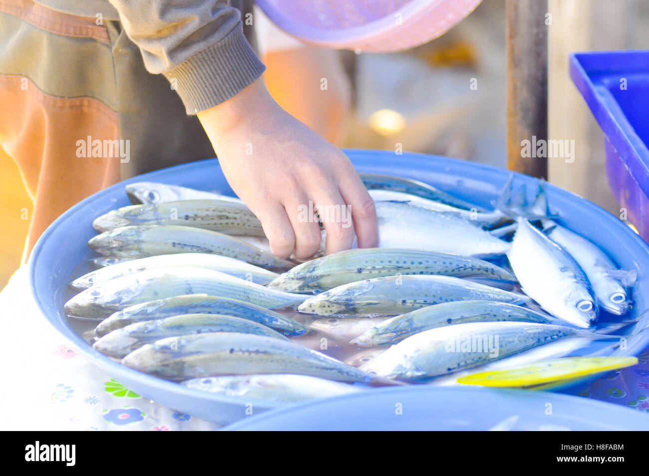 Someone chooses the fish at the market Stock Photo - Alamy