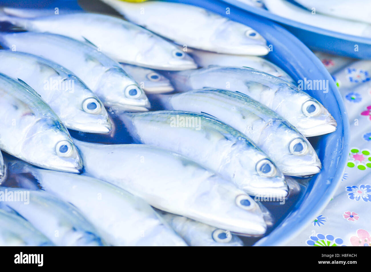 Slender bodied fish hi-res stock photography and images - Alamy