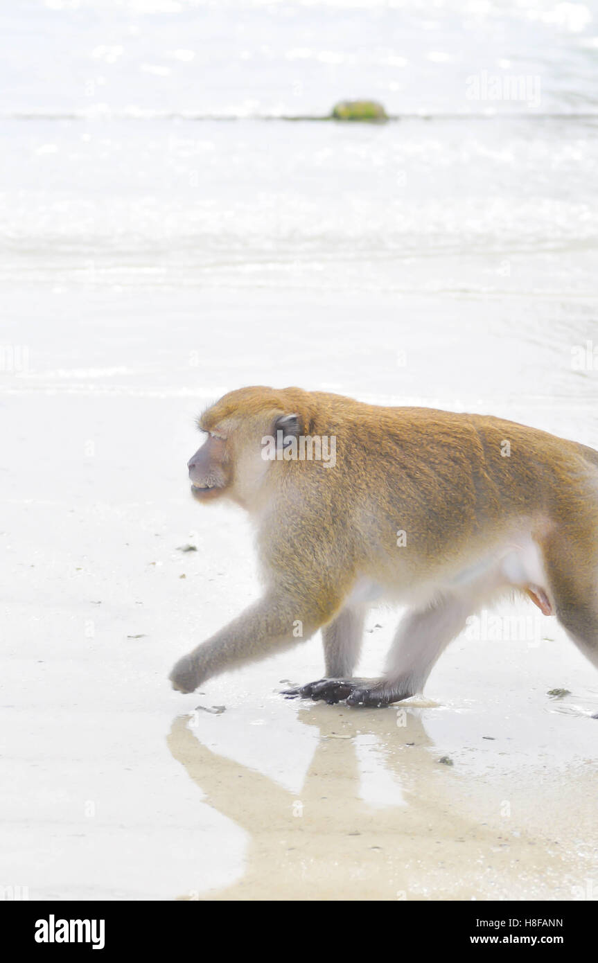 macaca fascicularis or long tailed macaque monkey on the beach Stock ...