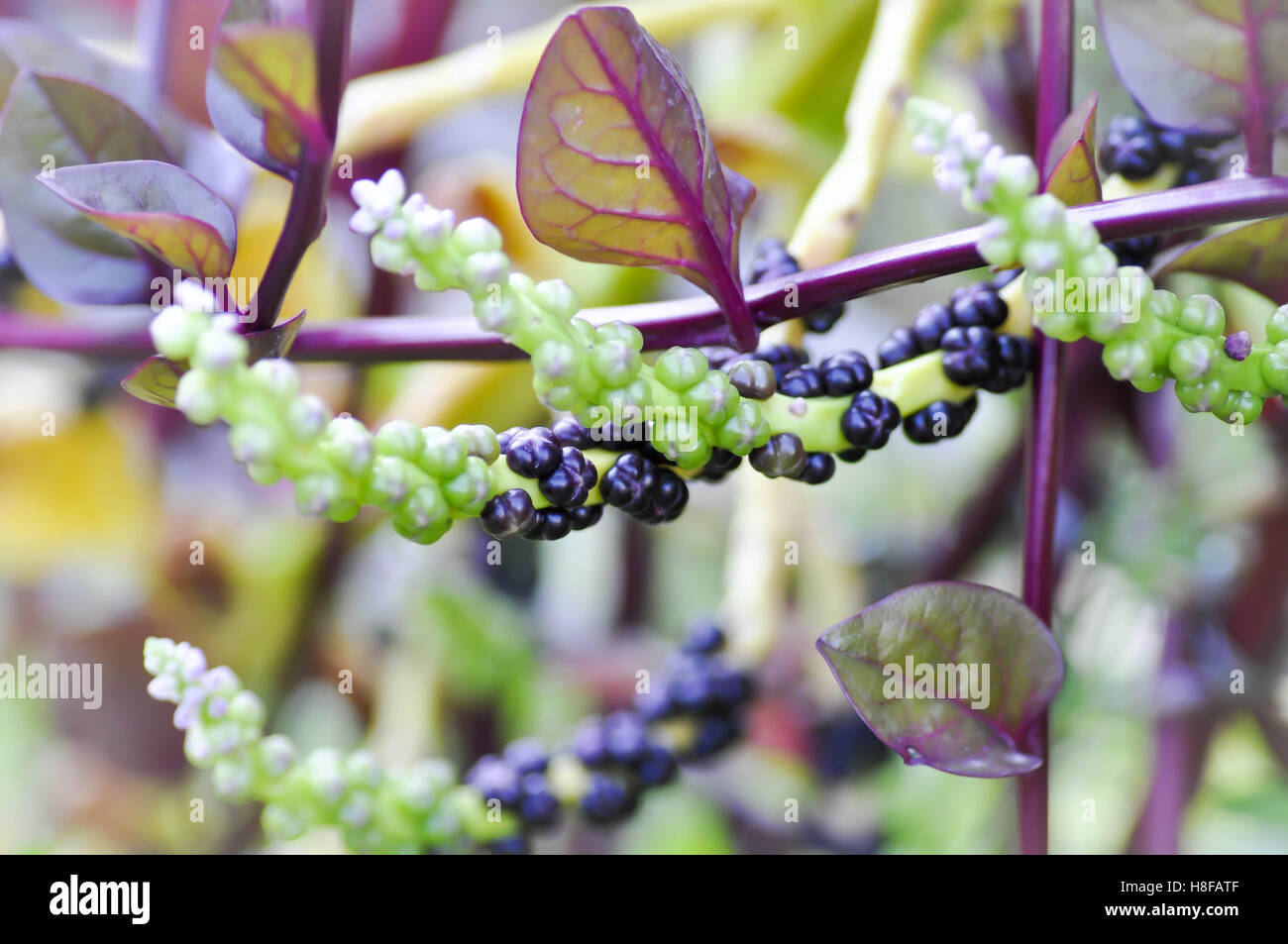 Red malabar spinach hi-res stock photography and images - Alamy
