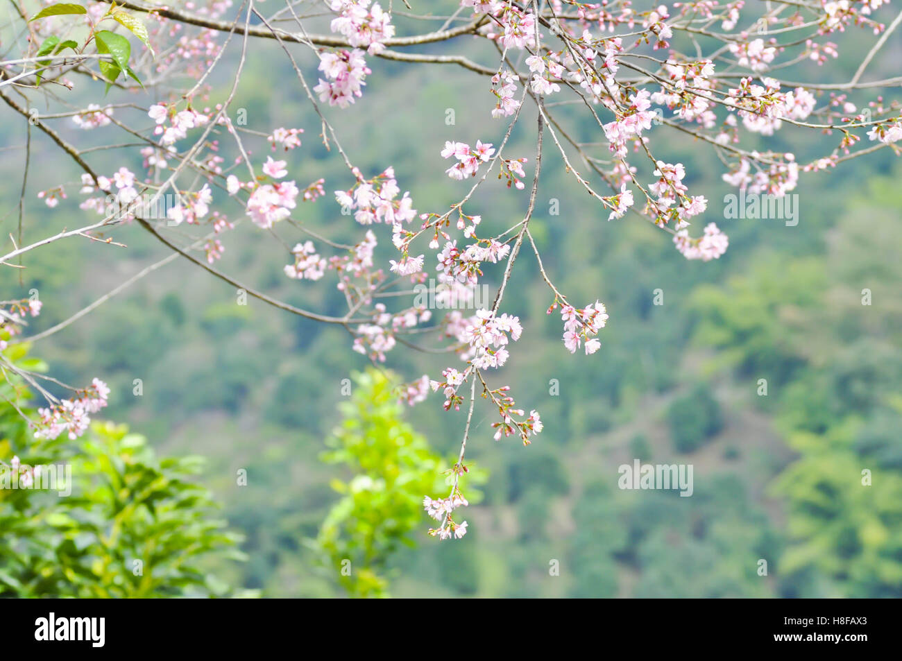Wild Himalayan Cherry, Prunus cerasoides,Sour cherry, Cerasus ...