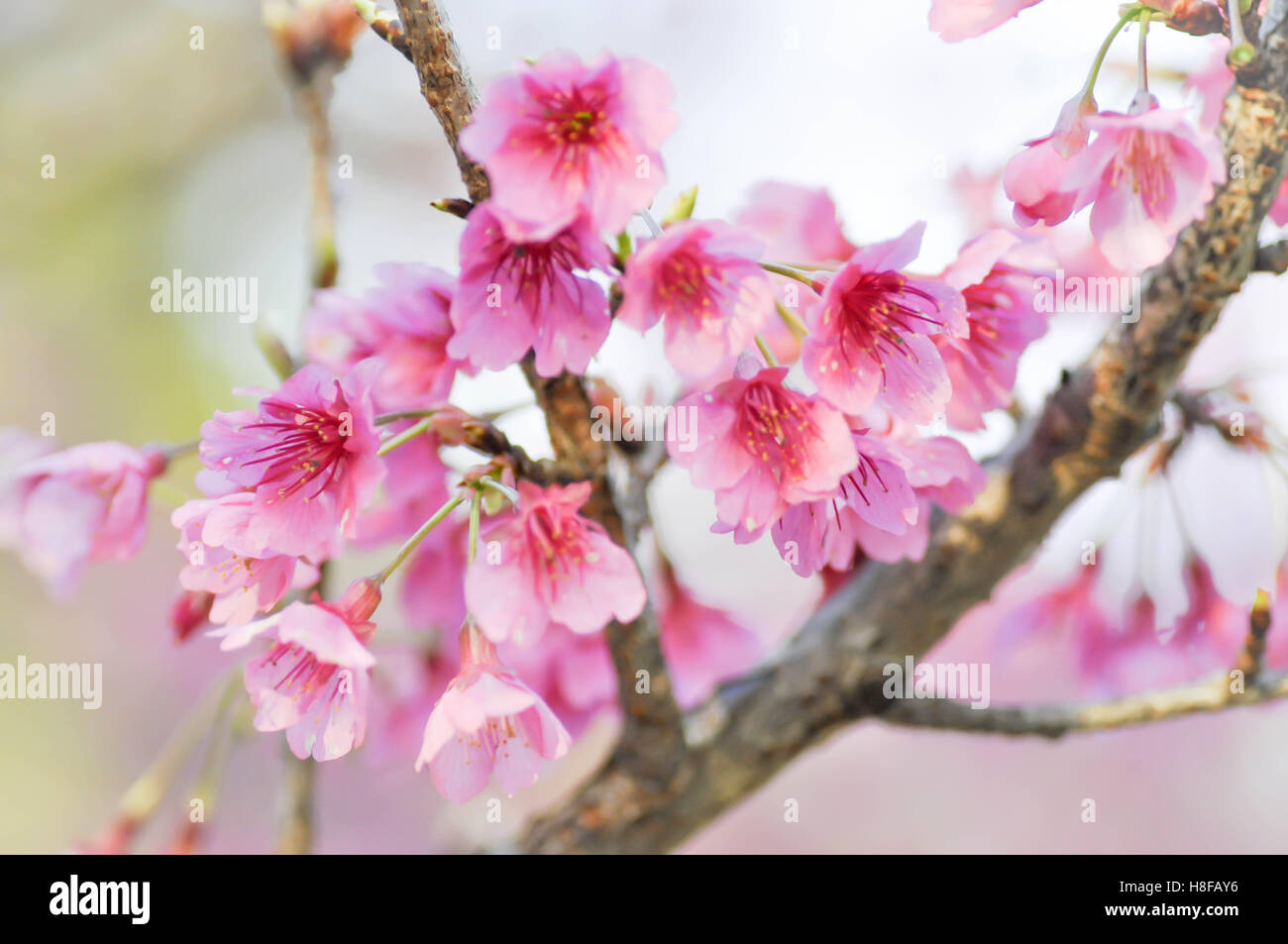 Wild Himalayan Cherry, Prunus cerasoides,Sour cherry, Cerasus ...