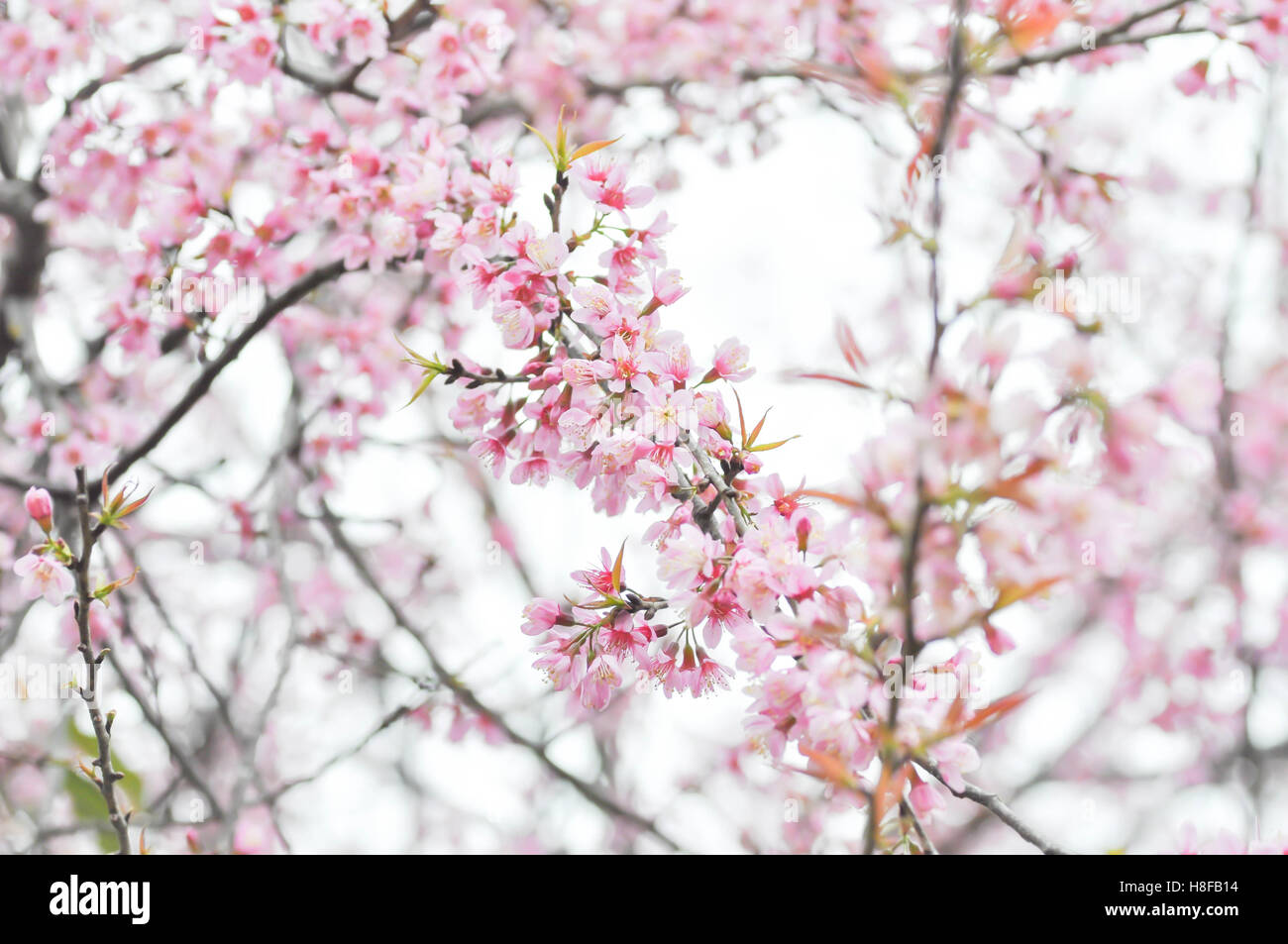 Wild Himalayan Cherry, Prunus cerasoides,Sour cherry, Cerasus ...