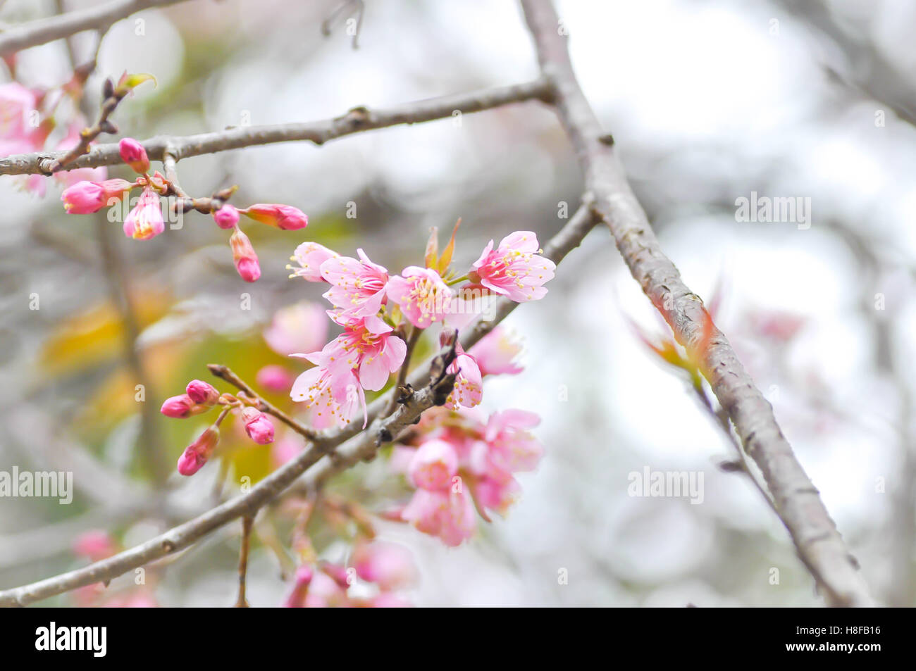 Wild Himalayan Cherry or Wild Himalayan tree in the garden Stock Photo ...