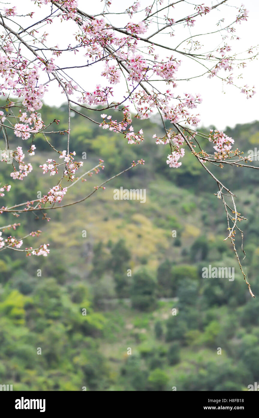 Wild Himalayan Cherry, Prunus cerasoides,Sour cherry, Cerasus ...