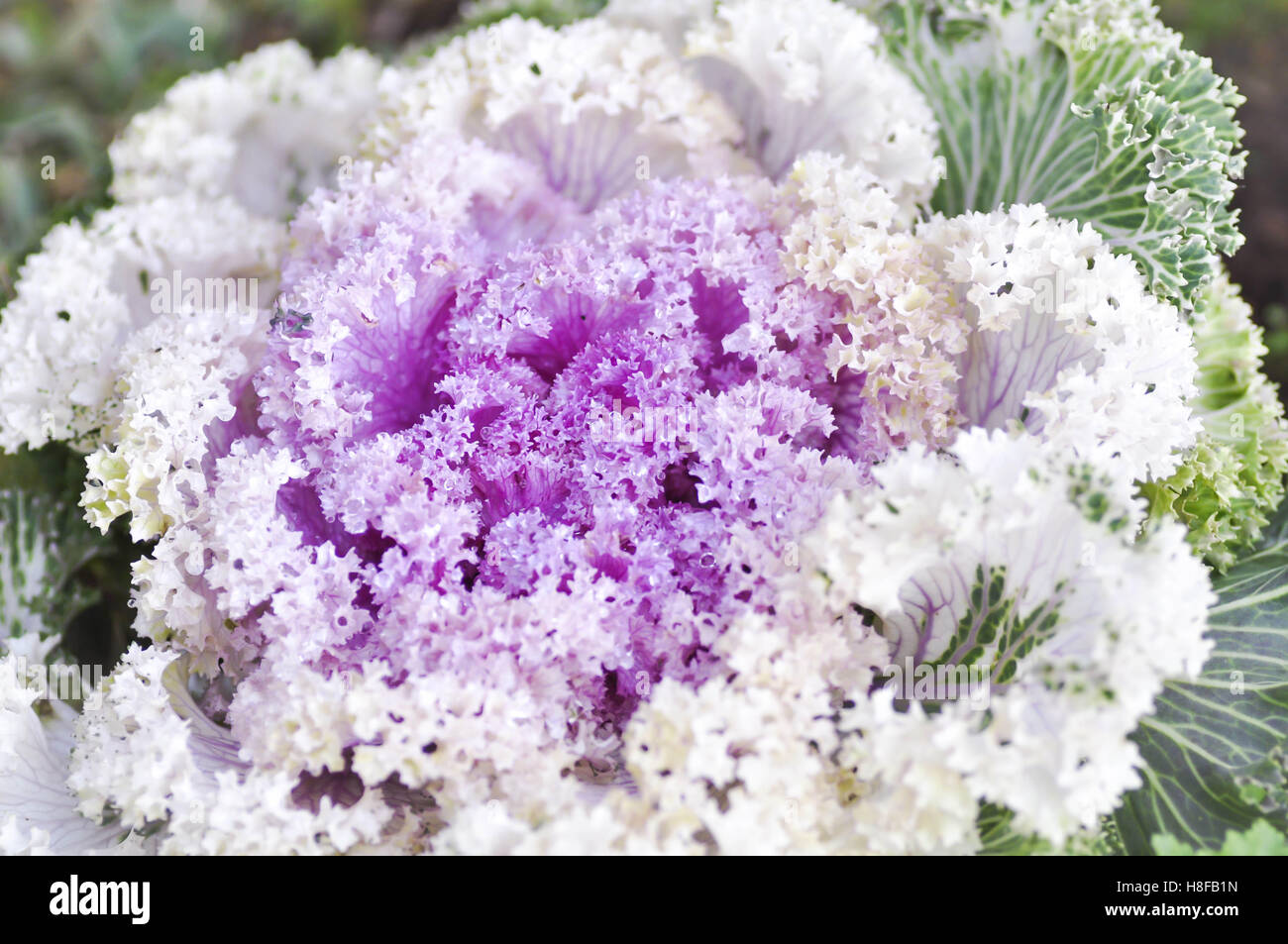 Ornamental cabbage plant in the garden Stock Photo - Alamy