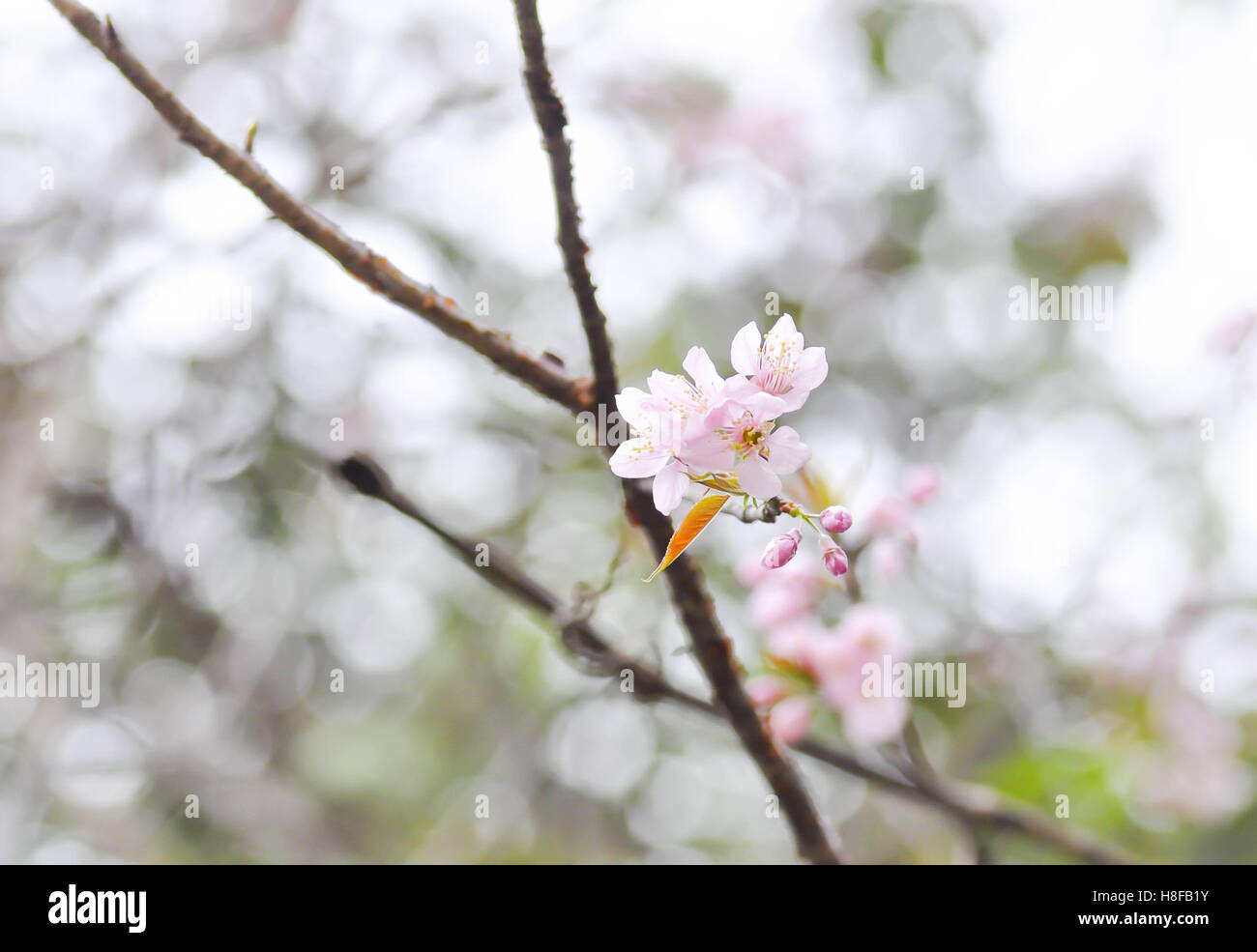 Wild Himalayan Cherry, Prunus cerasoides,Sour cherry, Cerasus ...