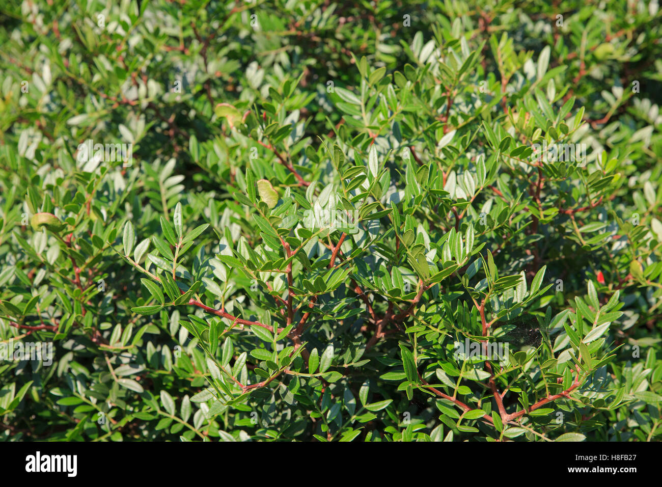 Malosma laurina is a plant genus which contains only a single species ...