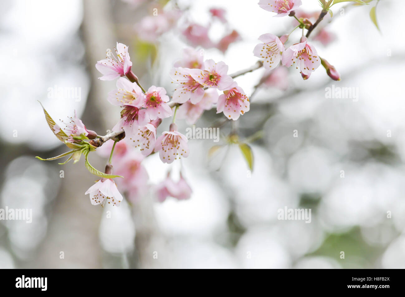 Wild Himalayan Cherry, Prunus cerasoides,Sour cherry, Cerasus ...