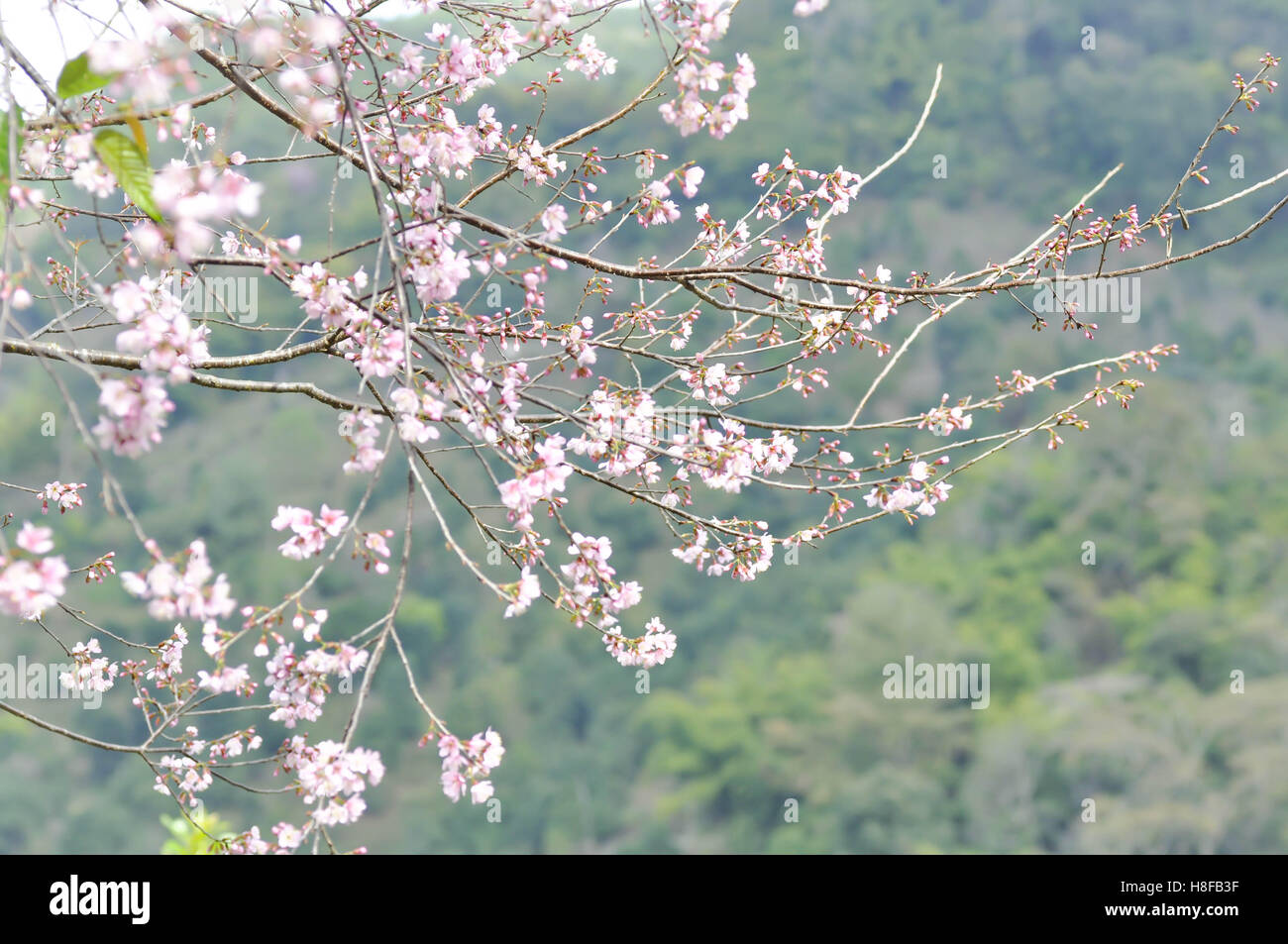 Wild Himalayan Cherry, Prunus cerasoides,Sour cherry, Cerasus ...
