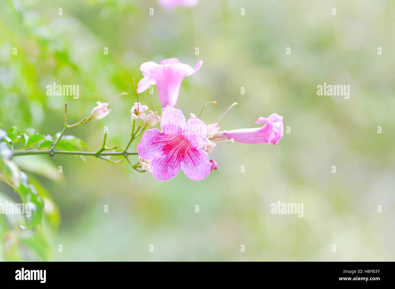 Zimbabwe creeper ,Pink trumpet vine or Trumpet vine flower Stock Photo ...
