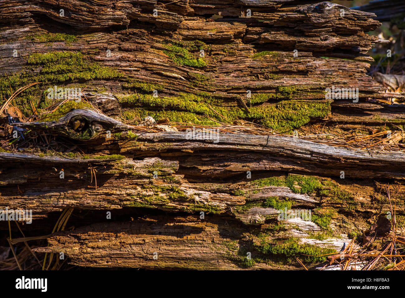 Old wood texture wood with moss hi-res stock photography and images - Alamy