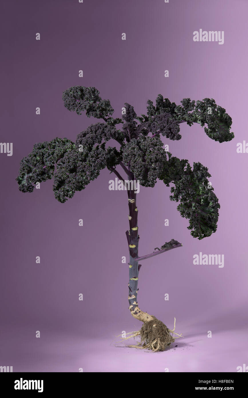 An uprooted and trimmed redbor kale plant on a purple background with ...