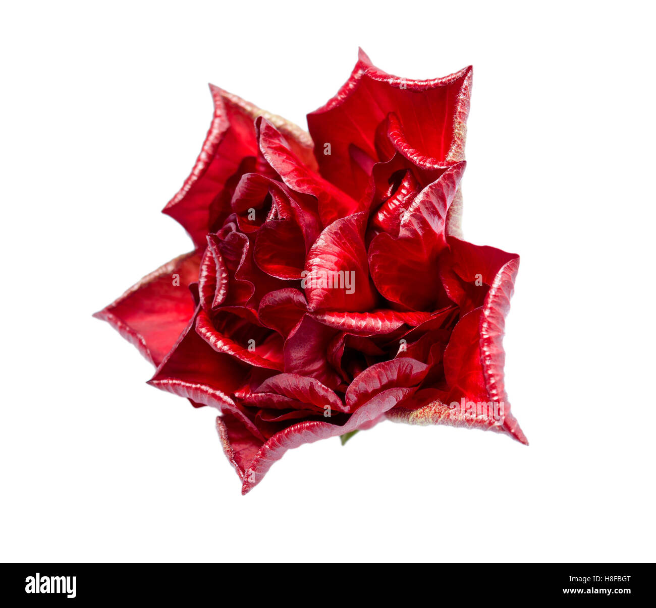 A single red rose isolated on white background Stock Photo - Alamy