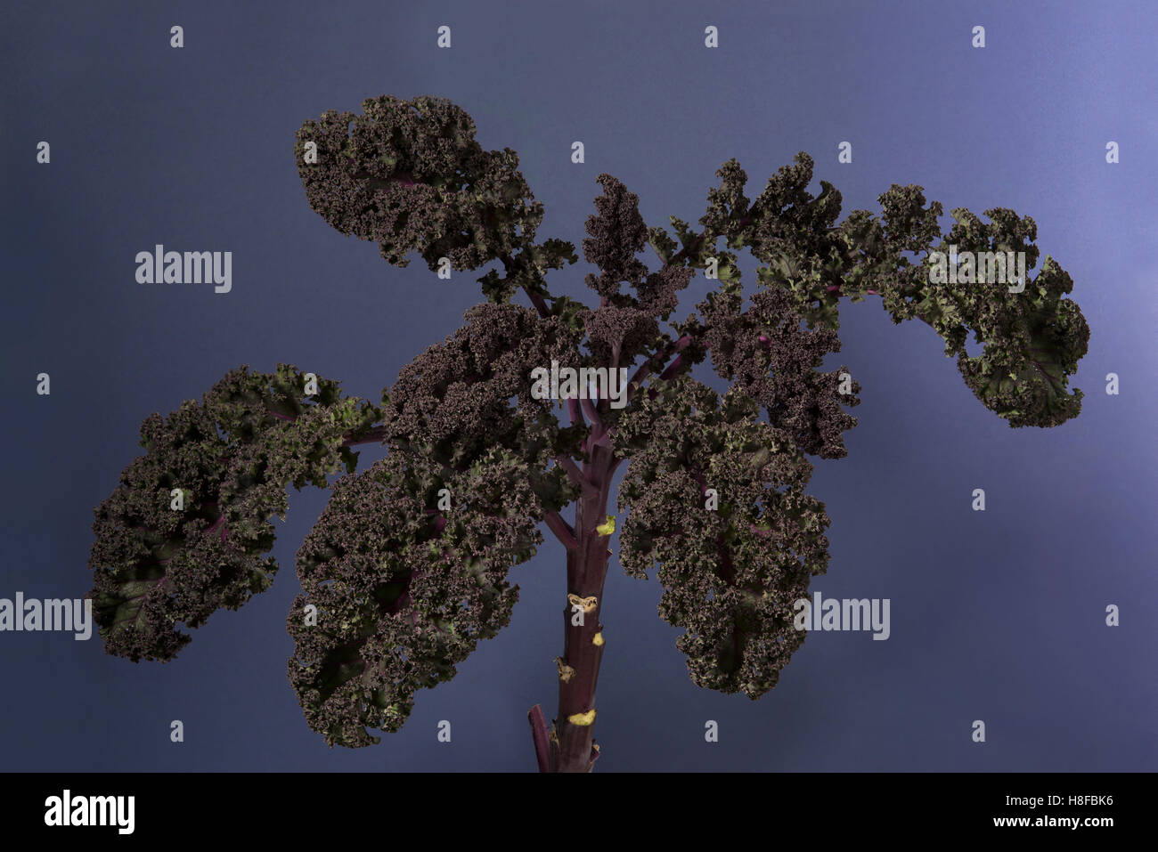 Redbor kale plant isolated on a blue background Stock Photo - Alamy