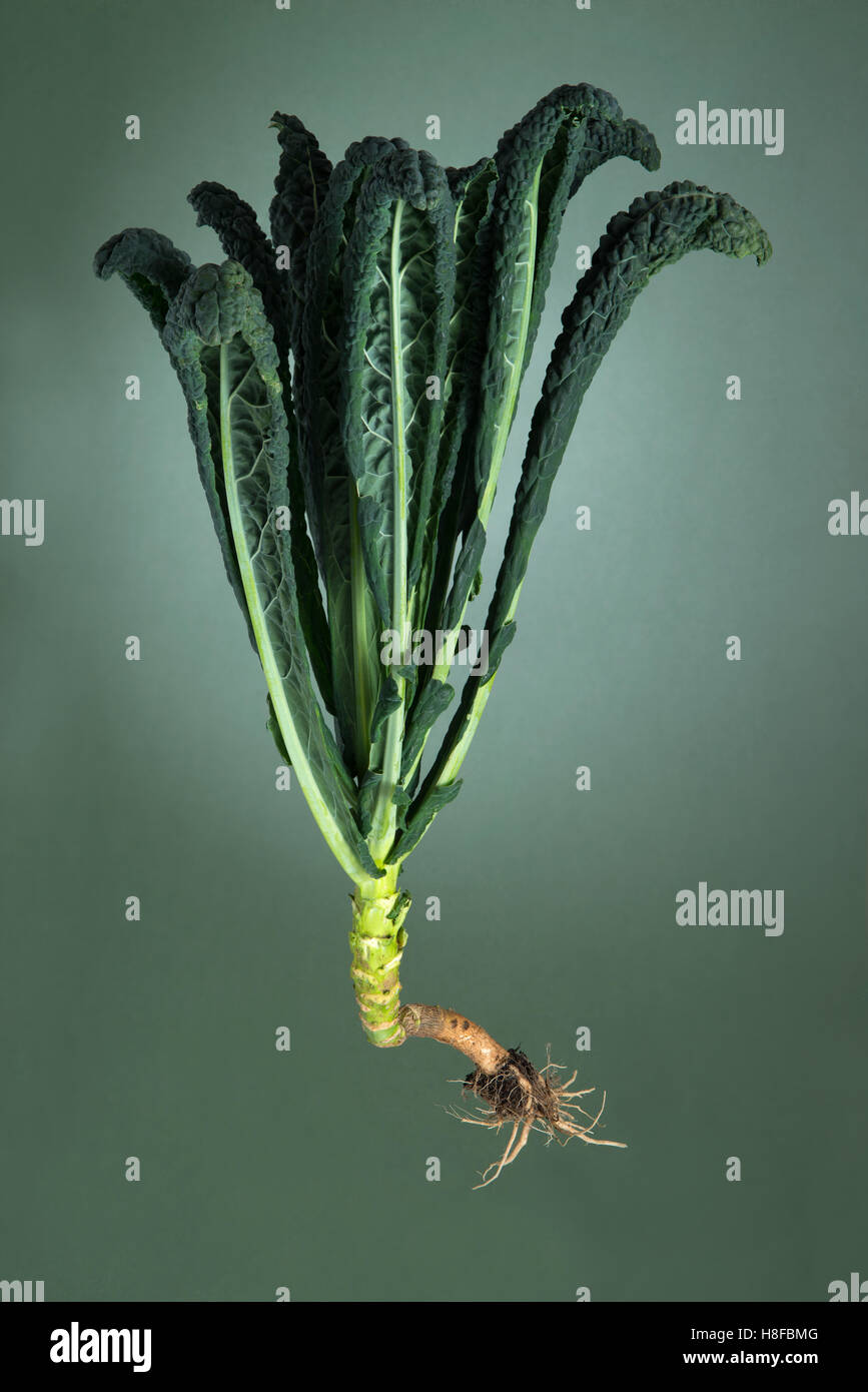 Isolated photo of a lacianto kale plant with roots still attached ...